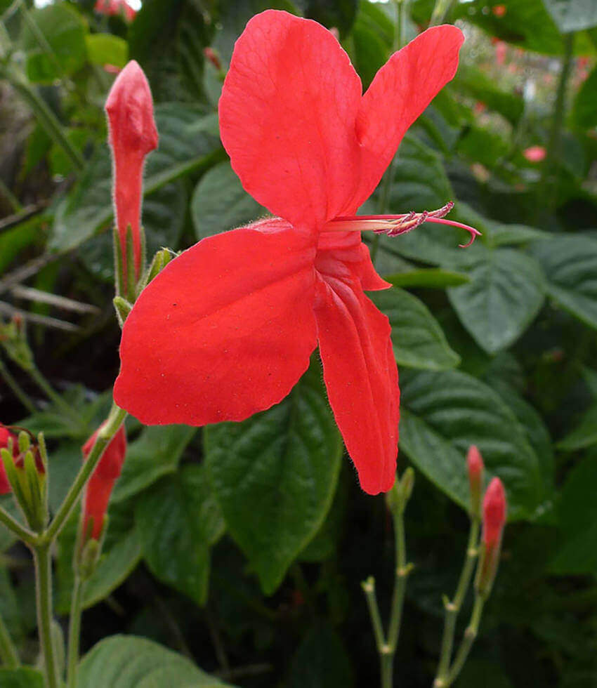 Ruellia elegans "Elegant Ruellia" - Buy Online at Annie''s Annuals