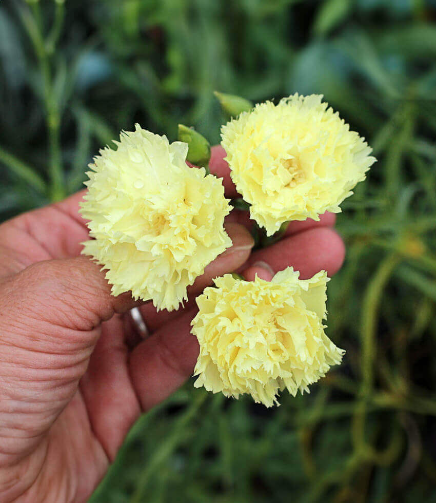 Dianthus caryophyllus ''Grenadin Yellow'' - Buy Online at Annie''s Annuals
