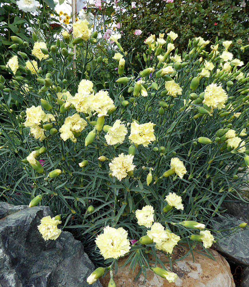 Dianthus caryophyllus ''Grenadin Yellow'' - Buy Online at Annie''s Annuals