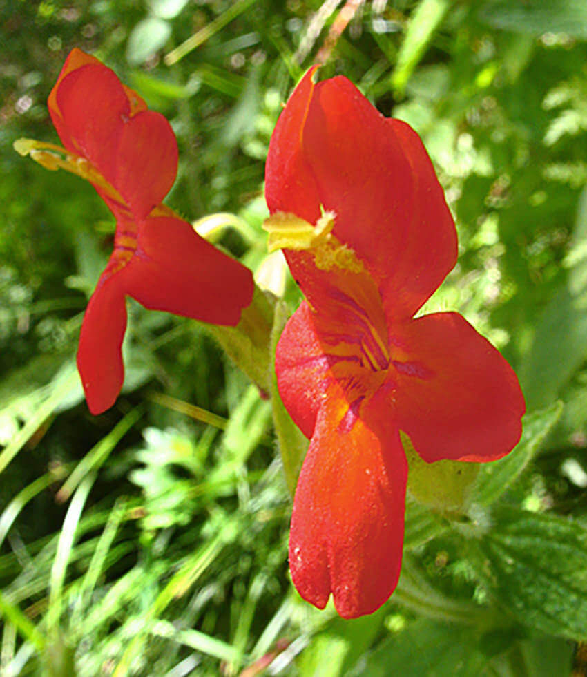 Mimulus cardinalis "Scarlet Monkey Flower" - Buy Online at Annie''s Annuals